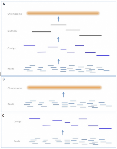 International Nucleotide Sequence Database Collaboration